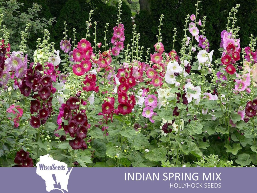 Hollyhock Indian Spring Mix -- 35 SEEDS -- Alcea Rosea Biennial Vibrant ...