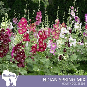 Hollyhock Indian Spring Mix -- 35 SEEDS -- Alcea Rosea Biennial Vibrant ...