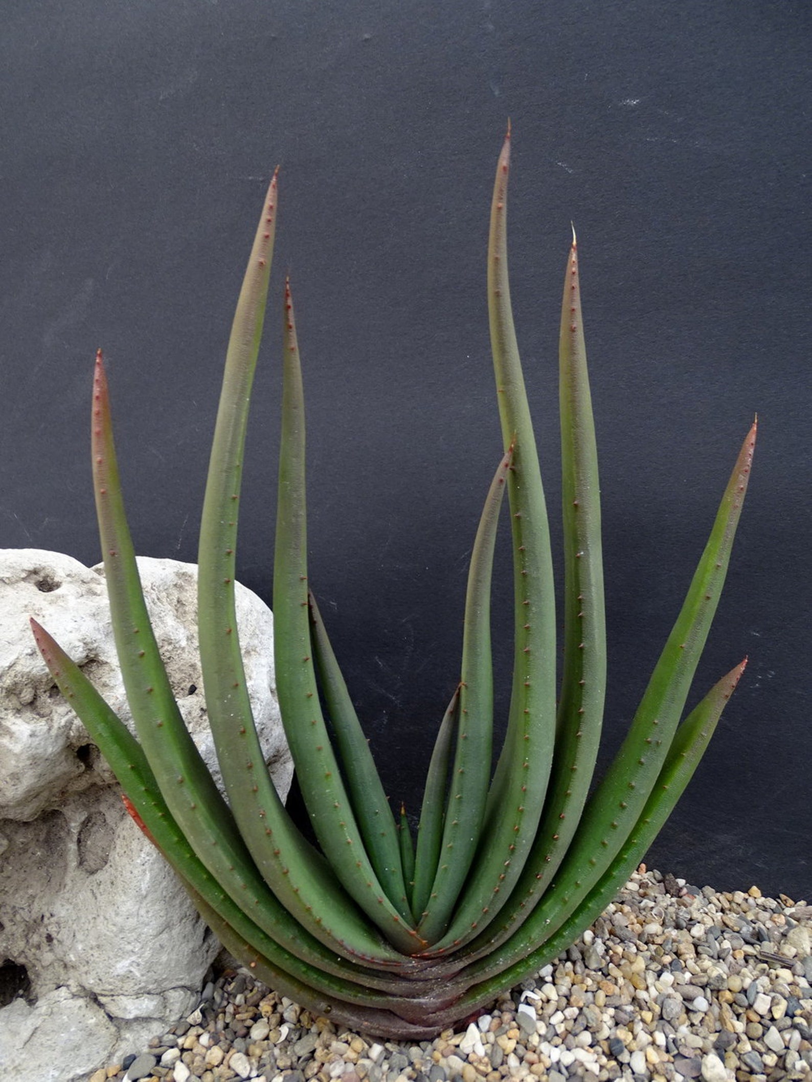 Aloe Wickensii 10 SEEDS Aloe Cryptopoda Succulent | Etsy