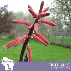 Aloe Variegata 5 SEEDS Tiger Aloe Succulent Seeds Small Compact Striped ...
