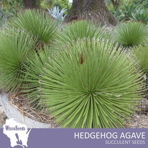 Agave Stricta 10 SEEDS Hedgehog Agave Globe Agave Needle Leaf Agave ...