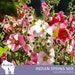 Hollyhock Indian Spring Mix 35 SEEDS Alcea Rosea Biennial Vibrant ...