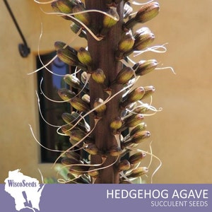 Agave Stricta 10 SEEDS Hedgehog Agave Globe Agave Needle Leaf Agave ...