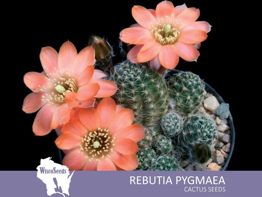 Rebutia Pygmaea 10 SEEDS Lobivia Pygmaea Cactus Seeds Small Geophyte ...