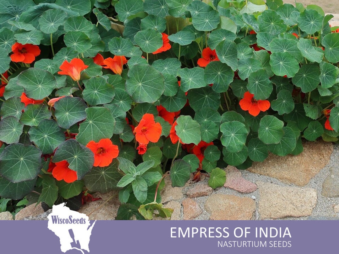 Organic Nasturtium Empress of India -- 30 SEEDS -- Edible Flowers Red ...