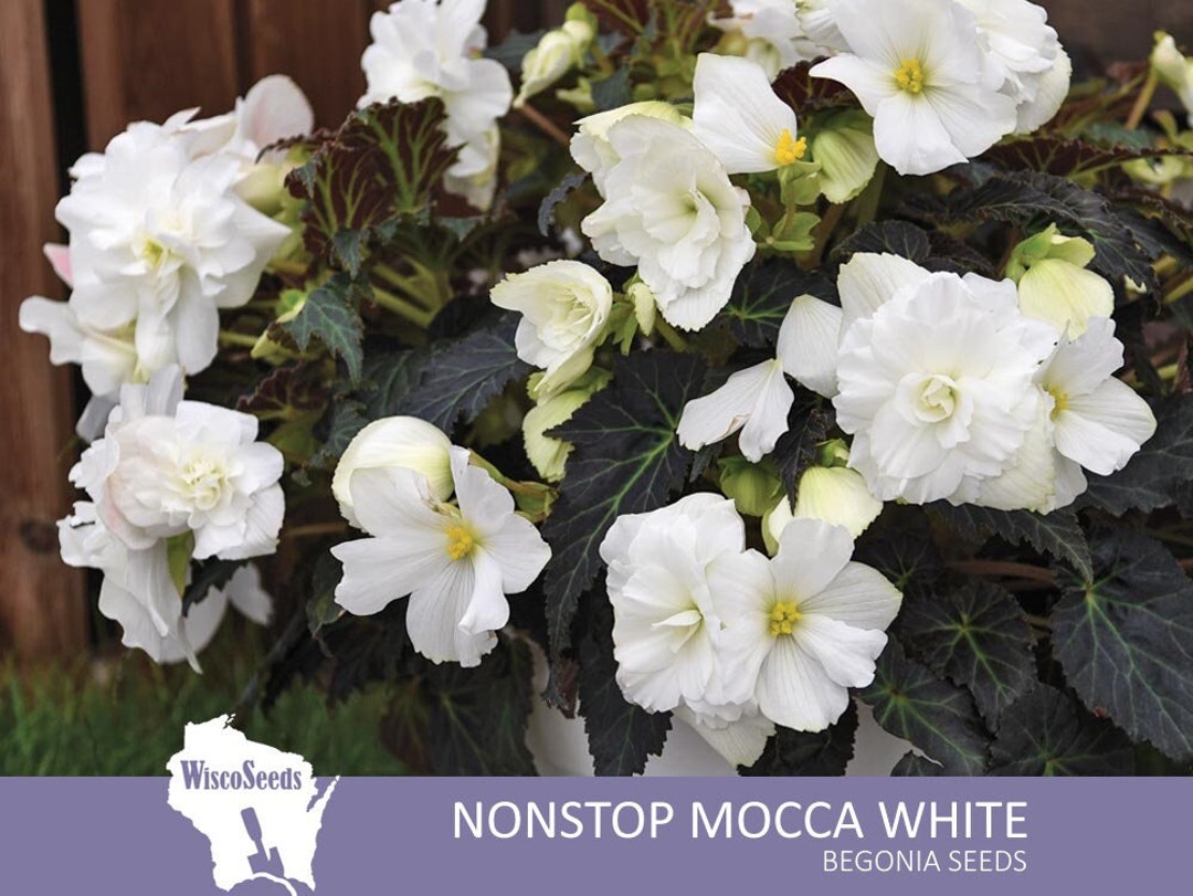 Begonia Tuberous White Mocca Nonstop -- 10 SEEDS (PELLETED) -- Compact ...