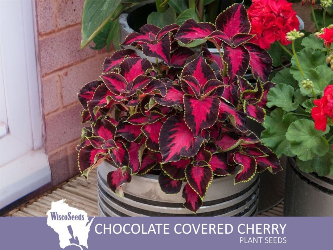 Coleus Chocolate Covered Cherry -- 10 SEEDS (PELLETED) -- Painted ...