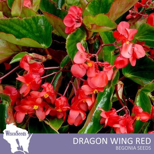 Begonia Dragon Wing Red -- 10 SEEDS (PELLETED) -- Angel Wing Begonia 12 ...