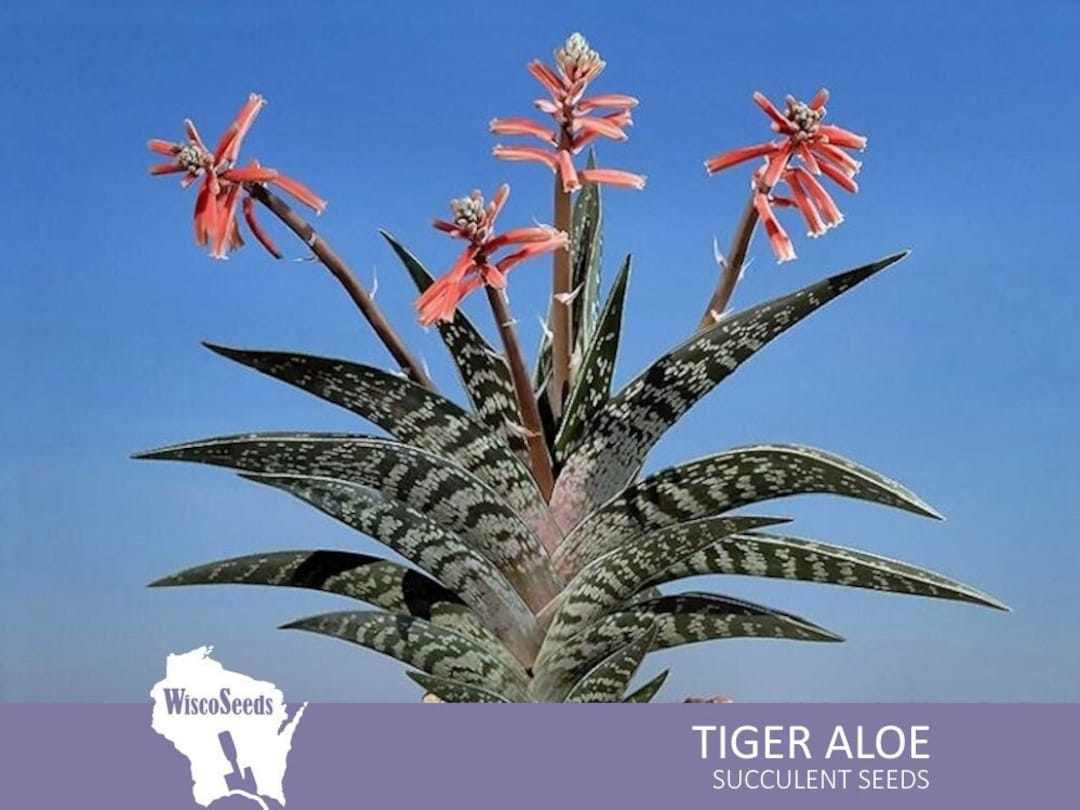 Aloe Variegata -- 5 SEEDS -- Tiger Aloe Succulent Seeds Small Compact ...