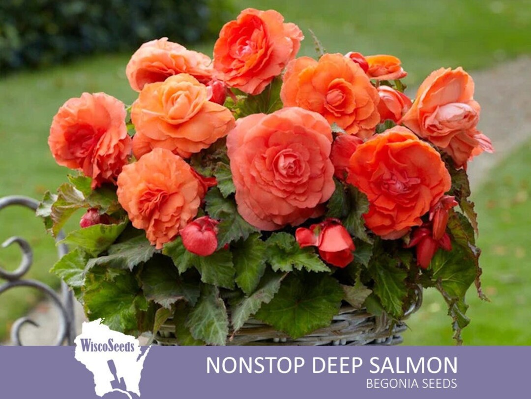 Begonia Tuberous Deep Salmon Nonstop 10 SEEDS PELLETED Compact Begonia ...