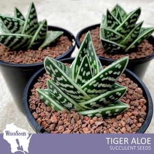Aloe Variegata 5 SEEDS Tiger Aloe Succulent Seeds Small Compact Striped ...