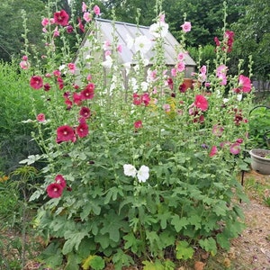 Hollyhock Indian Spring Mix 35 SEEDS Alcea Rosea | Etsy