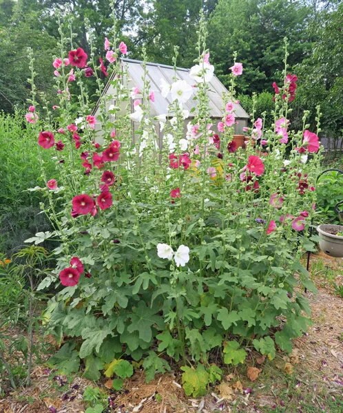 Hollyhock Indian Spring Mix 35 SEEDS Alcea Rosea | Etsy