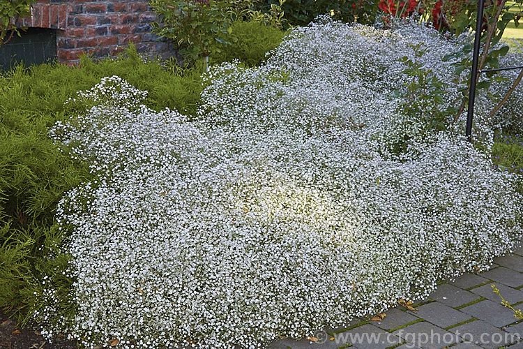 Gypsophila Covent Garden 500 SEEDS Baby's Breath | Etsy