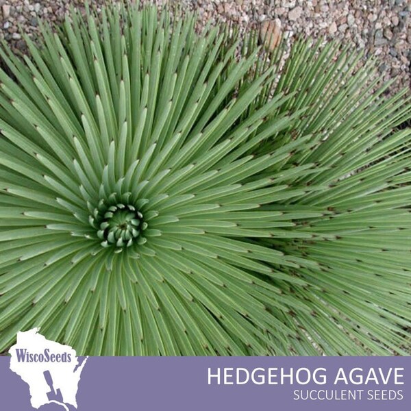 Agave Seeds - Etsy