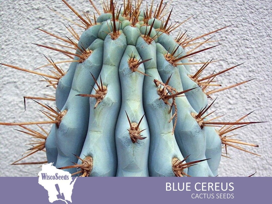 Azureocereus Hertlingianus 10 SEEDS Blue Cereus Browningia Hertlingiana ...