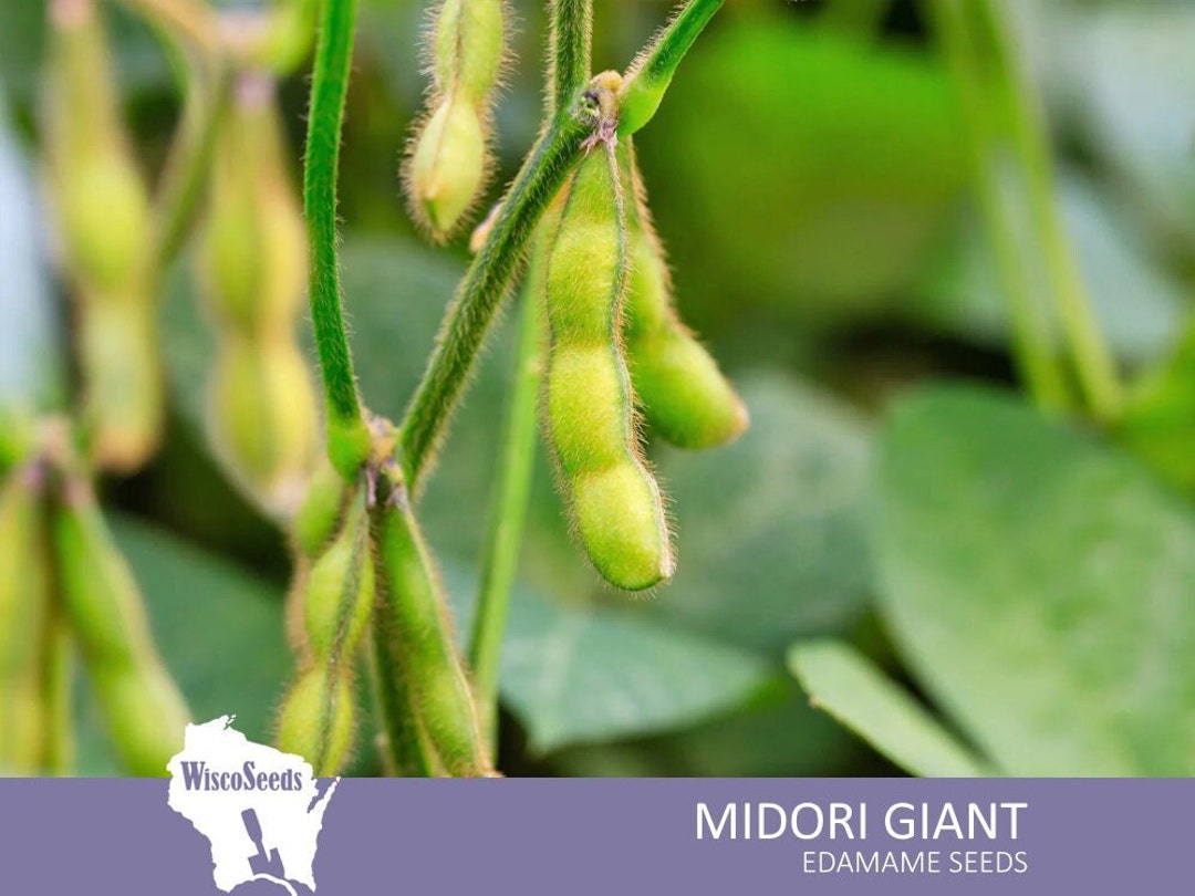 Organic Midori Giant Soybean 15 SEEDS Eda Mame Glycine Max Bush Bean ...