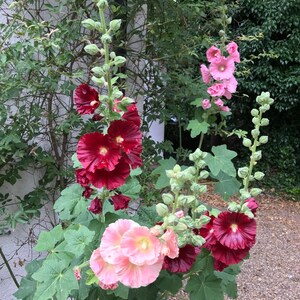 Hollyhock Indian Spring Mix 35 SEEDS Alcea Rosea | Etsy