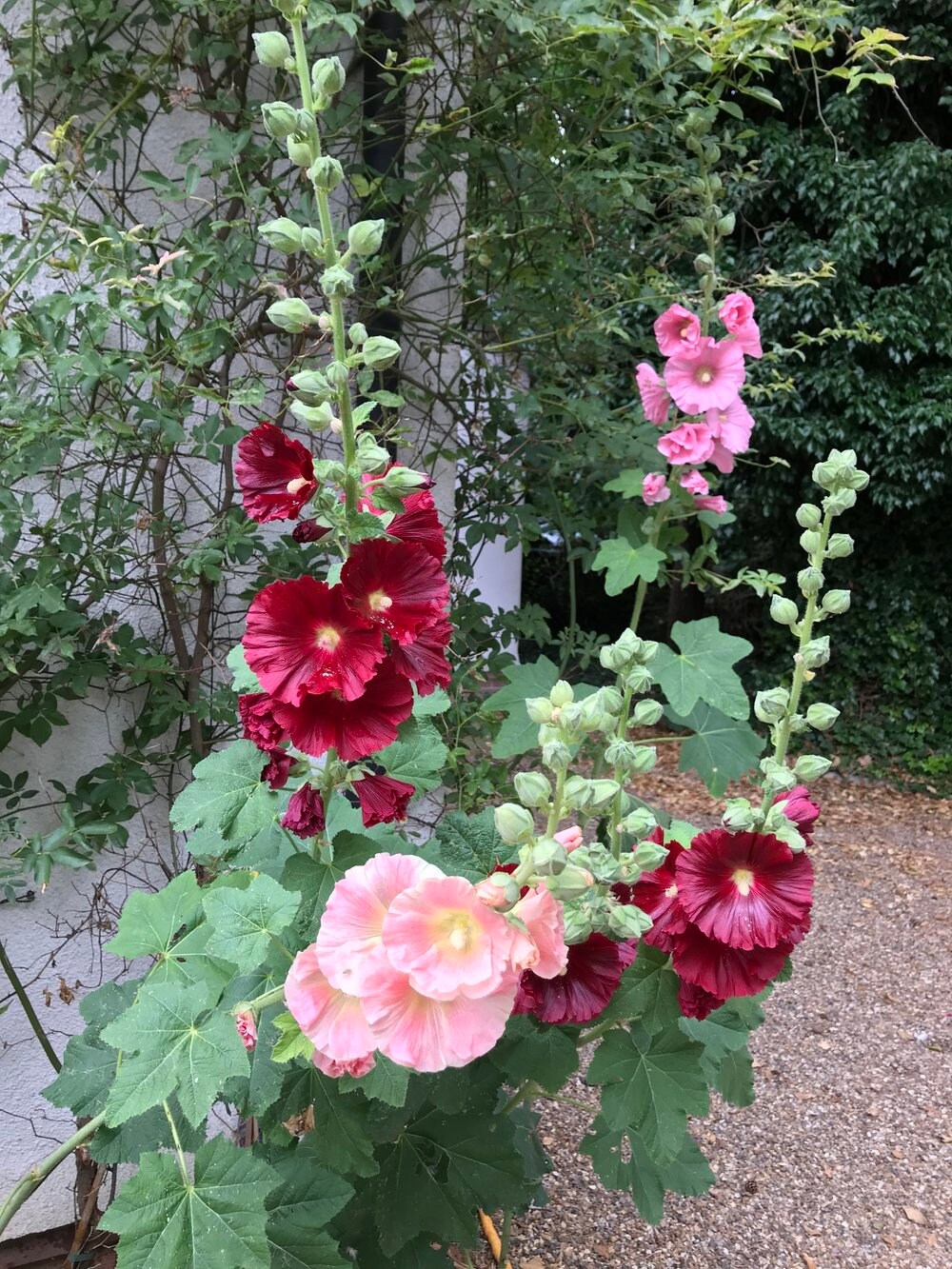 Hollyhock Indian Spring Mix 35 SEEDS Alcea Rosea | Etsy