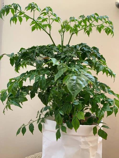 Radermachera Sinica 10 SEEDS China Doll Serpent Tree | Etsy