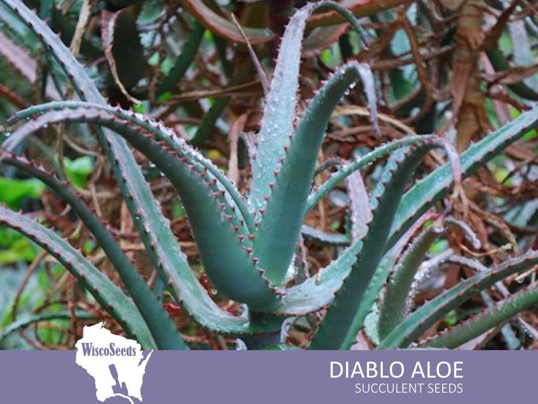 Aloe Divaricata -- 10 SEEDS -- Diablo Aloe Colorful Flowering Succulent ...