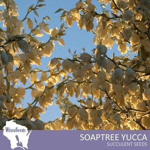 Yucca Elata 10 SEEDS Soaptree Yucca Soapweed Palmella Succulent Seeds ...