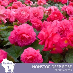 Begonia Tuberous Deep Rose Nonstop -- 10 SEEDS (PELLETED) -- Compact ...