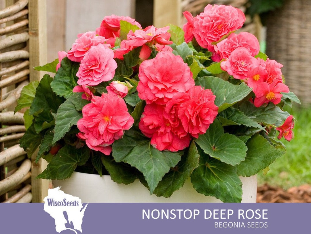 Begonia Tuberous Deep Rose Nonstop -- 10 SEEDS (PELLETED) -- Compact ...