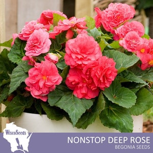 Begonia Tuberous Deep Rose Nonstop -- 10 SEEDS (PELLETED) -- Compact ...