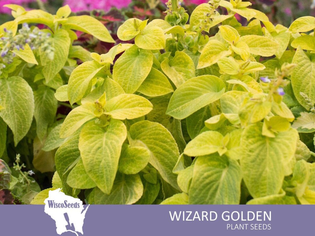 Coleus Wizard Golden -- 20 SEEDS (PELLETED) -- Painted Nettle ...