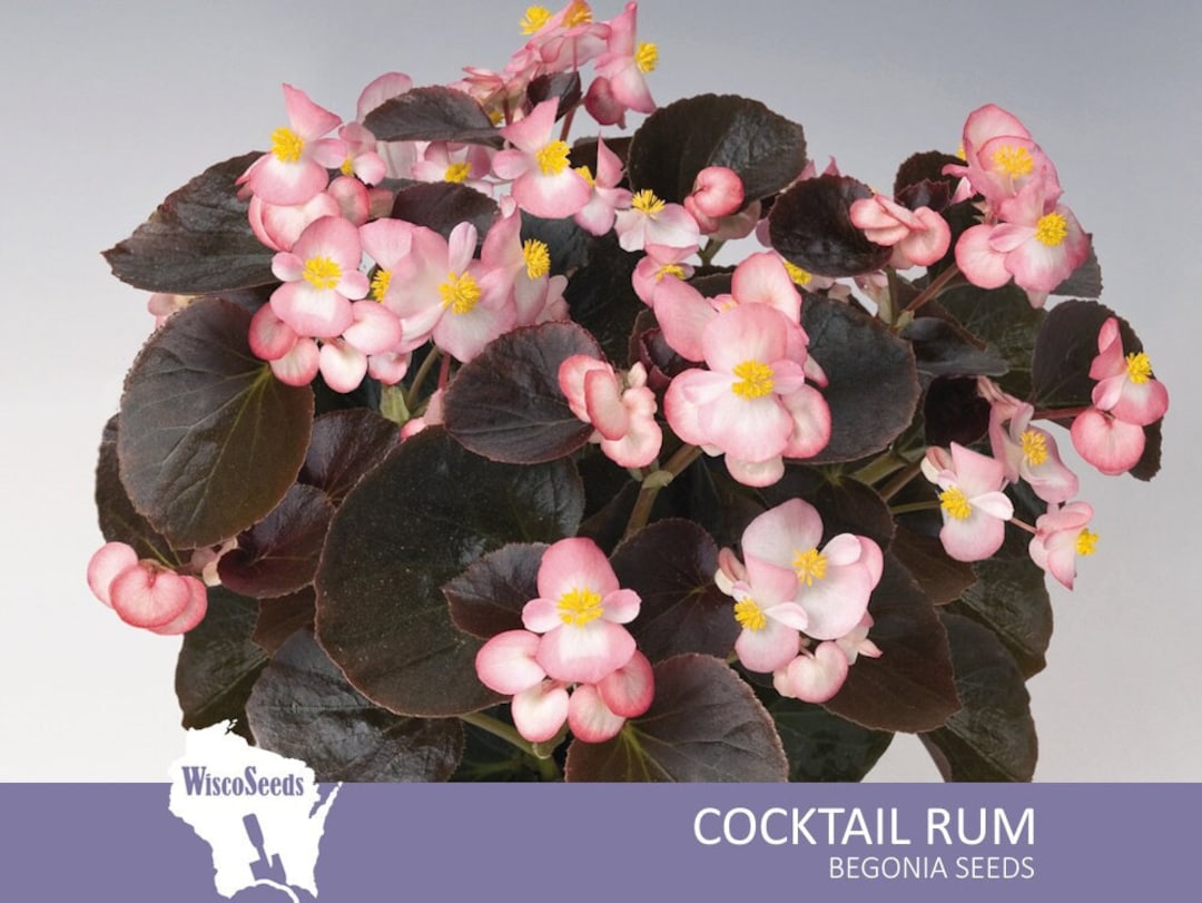 Begonia Fibrous Cocktail Rum 25 SEEDS PELLETED Compact Begonia 8 Tall ...