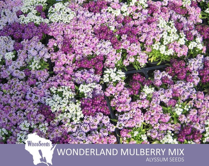 Alyssum Wonderland Mulberry Mix -- 100 SEEDS -- Lobularia Maritima ...