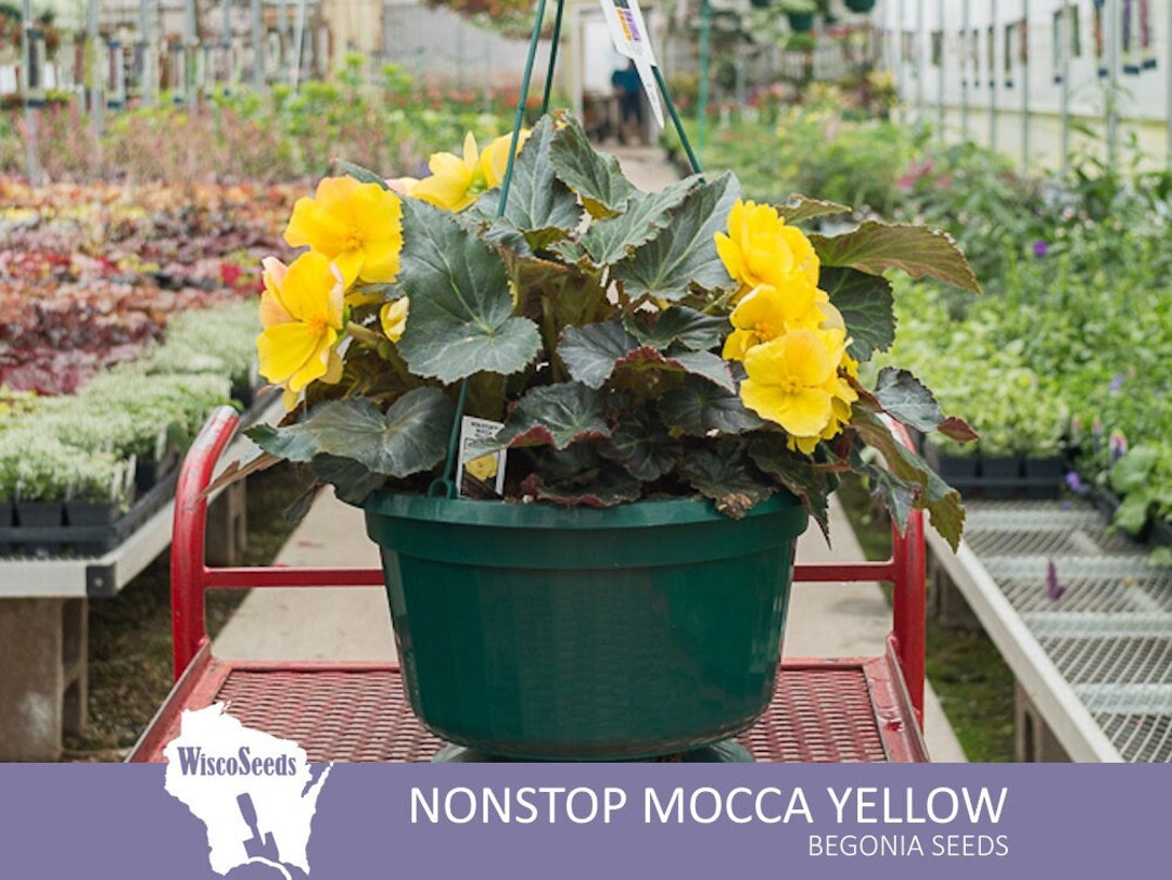 Begonia Tuberous Yellow Mocca Nonstop -- 10 SEEDS (PELLETED) -- Compact Begonia 8-10" Tall ...
