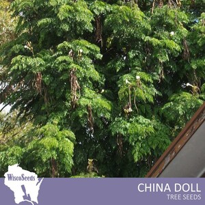 Radermachera Sinica 10 SEEDS China Doll Serpent Tree Emerald Tree House ...