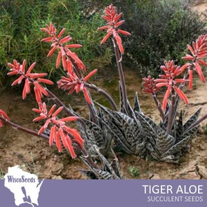 Aloe Variegata 5 SEEDS Tiger Aloe Succulent Seeds Small Compact Striped ...
