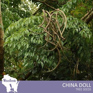 Radermachera Sinica 10 SEEDS China Doll Serpent Tree Emerald Tree House ...