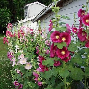 Hollyhock Indian Spring Mix 35 SEEDS Alcea Rosea | Etsy