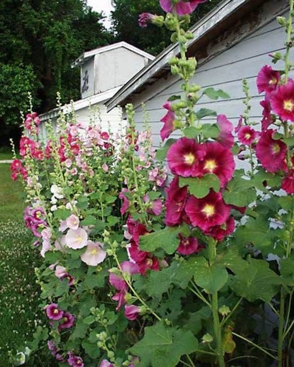 Hollyhock Indian Spring Mix 35 SEEDS Alcea Rosea | Etsy