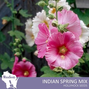 Hollyhock Indian Spring Mix -- 35 SEEDS -- Alcea Rosea Biennial Vibrant ...