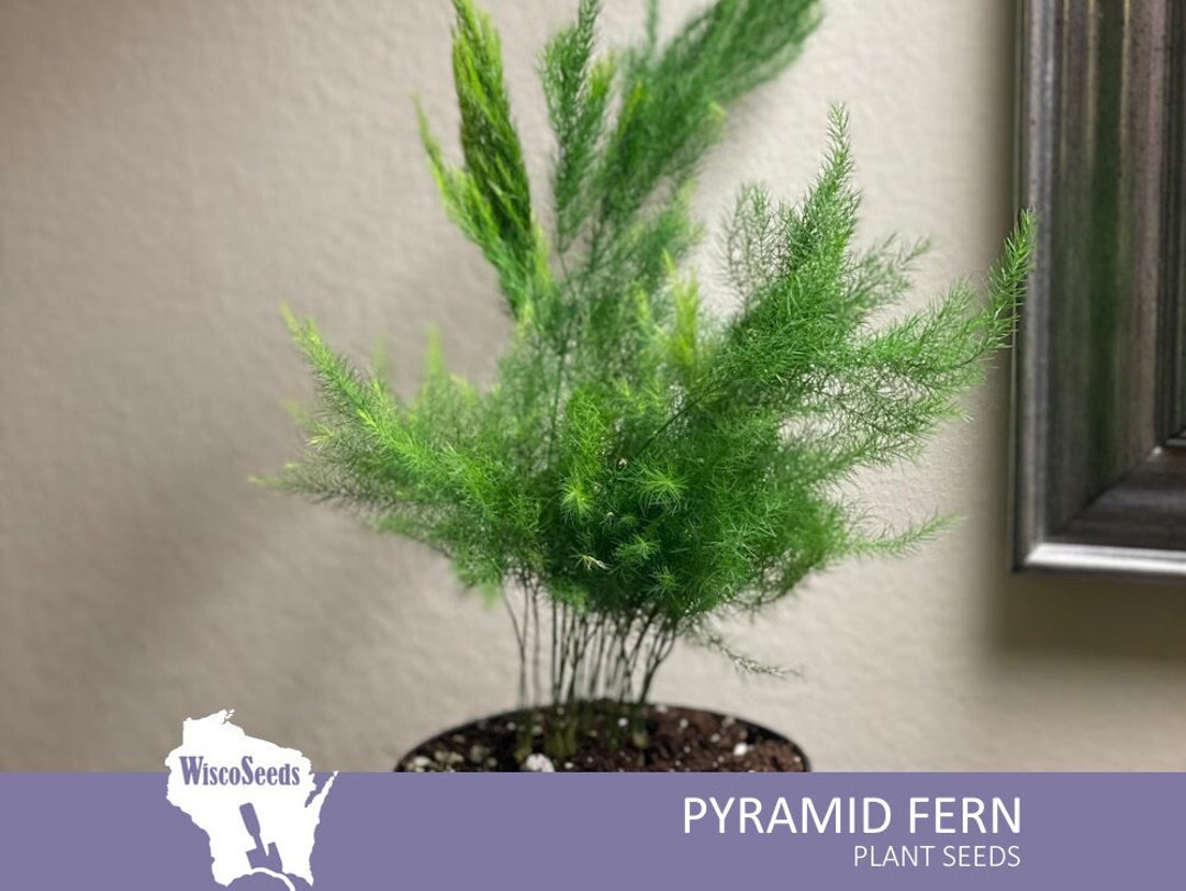 Asparagus Pyramidalis Fern -- 10 SEEDS -- Pyramid Fern Vertical ...