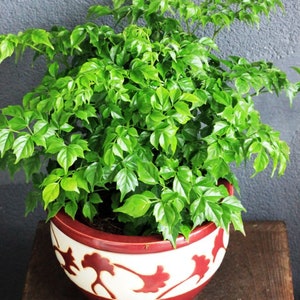Radermachera Sinica 10 SEEDS China Doll Serpent Tree | Etsy