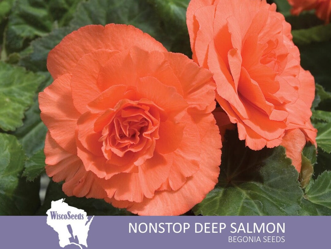 Begonia Tuberous Deep Salmon Nonstop 10 SEEDS PELLETED Compact Begonia ...