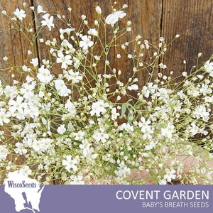Gypsophila Covent Garden -- 500 SEEDS -- Baby's Breath Annual ...