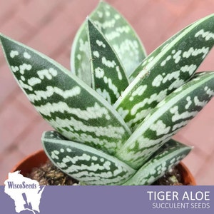 Aloe Variegata 5 SEEDS Tiger Aloe Succulent Seeds Small Compact Striped ...