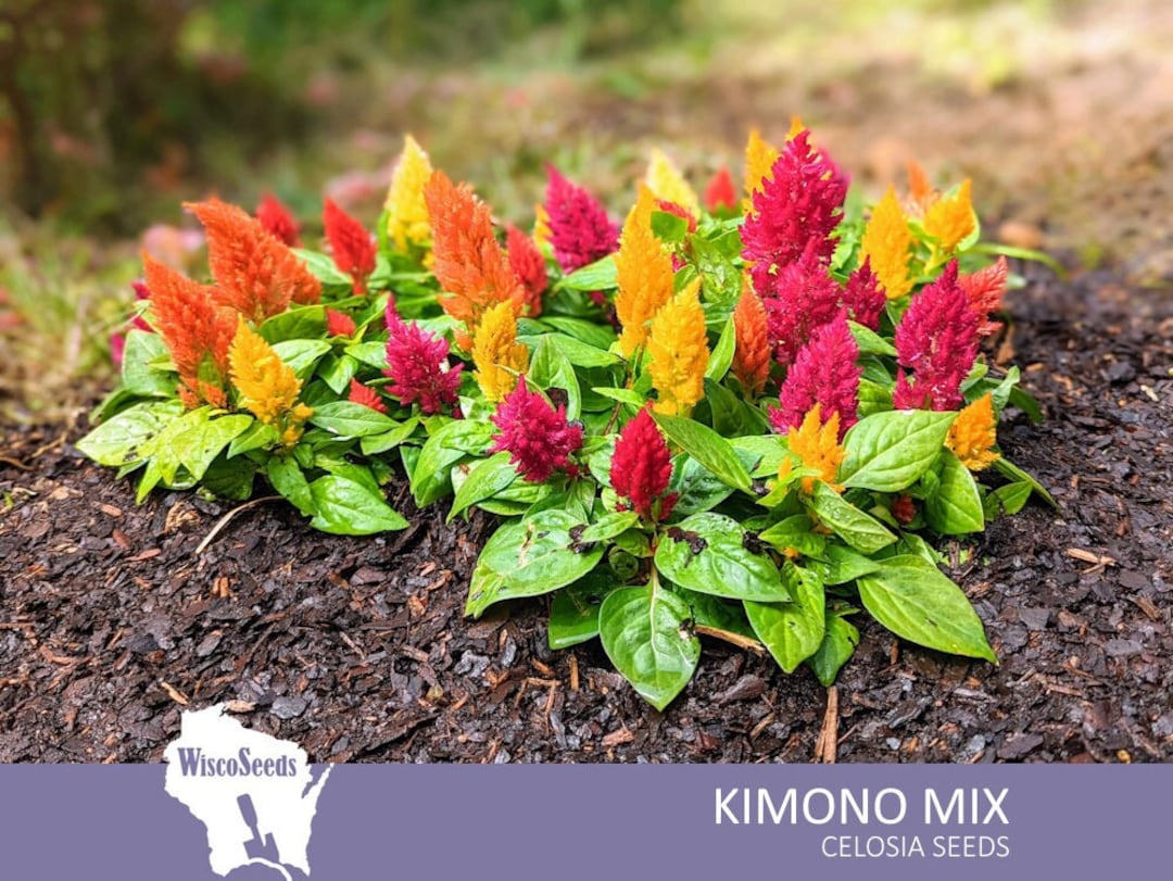 Celosia Kimono Mix -- 50 SEEDS -- Mini Dwarf Celosia Plumosa Annual Red ...