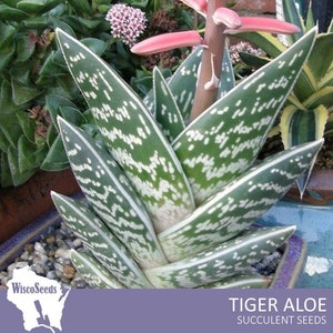 Aloe Variegata 5 SEEDS Tiger Aloe Succulent Seeds Small Compact Striped ...