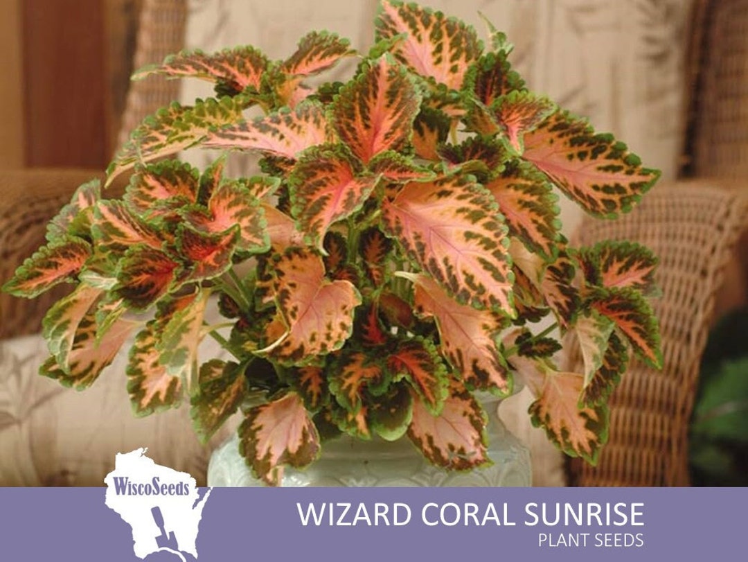 Coleus Wizard Coral Sunrise -- 20 SEEDS (PELLETED) -- Painted Nettle ...