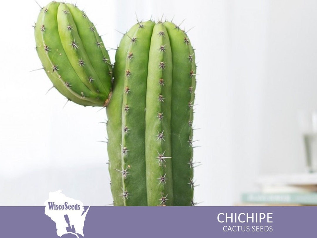 Polaskia Chichipe 10 SEEDS Cactus Seeds Columnar Cacti - Etsy