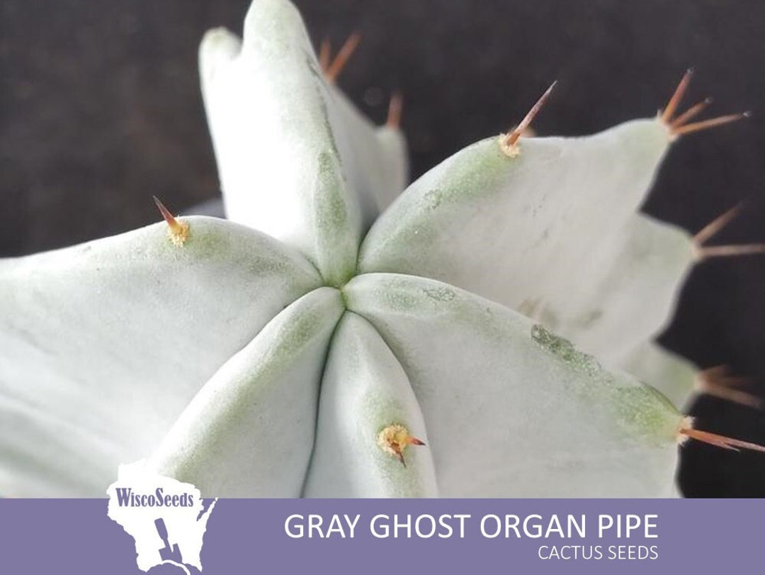 Stenocereus Pruinosus 10 SEEDS Gray Ghost Organ Pipe Cactus Seeds ...