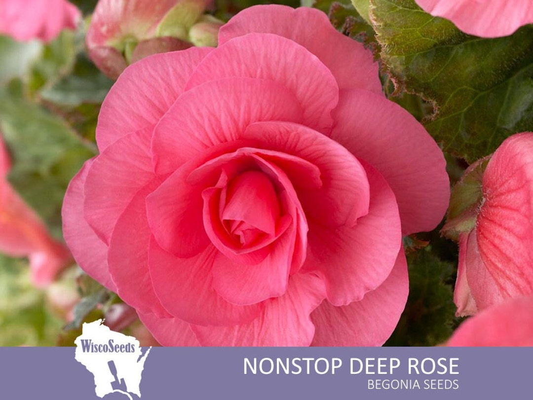 Begonia Tuberous Deep Rose Nonstop -- 10 SEEDS (PELLETED) -- Compact ...